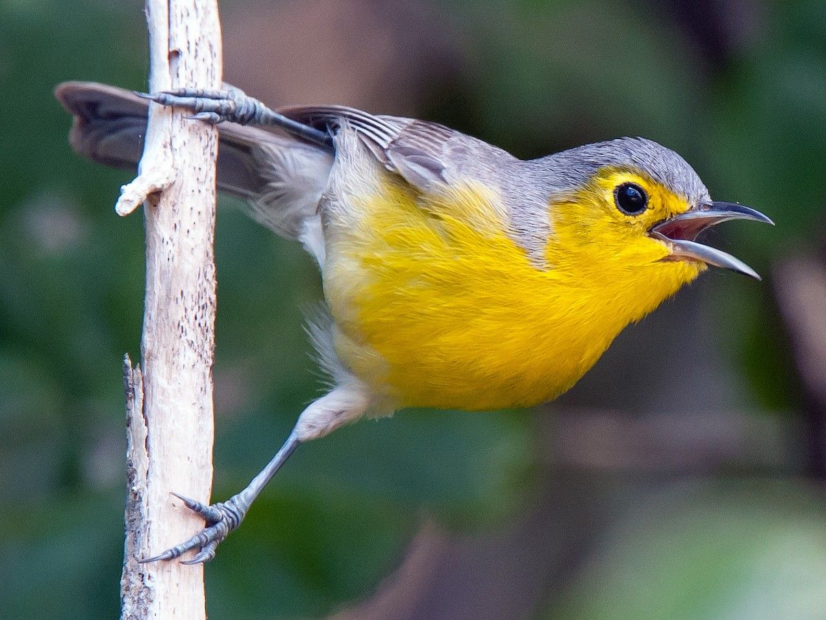 Jeep Safari "BIRD WATCHING IN CAYO COCO". Departure from CAYO COCO