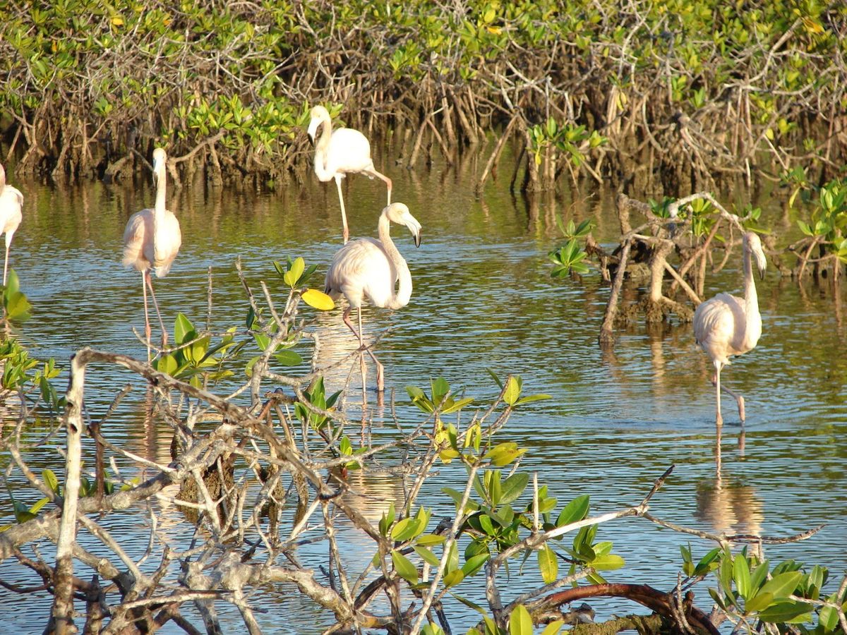 Jeep Safari “MINI JEEP CAYO COCO 4 x 4”. Departure from CAYO COCO