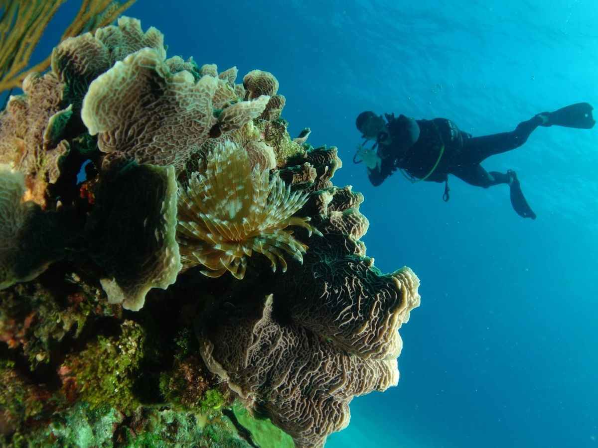 ACUC OR SNSI DIVING COURSES. Departure from VARADERO