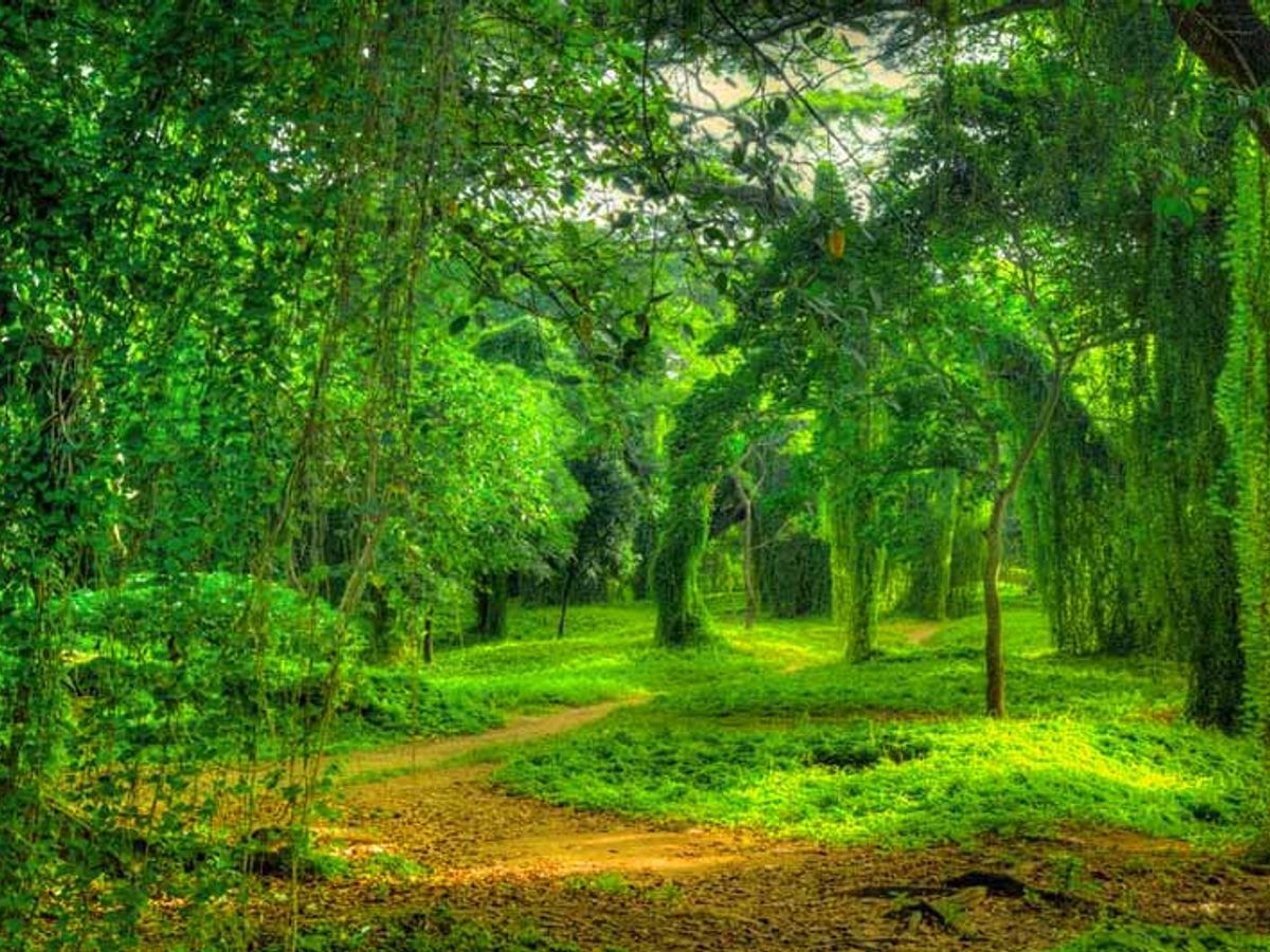 "Almendares Metropolitan Park, Nature Photo Safari" Tour. Departure ...