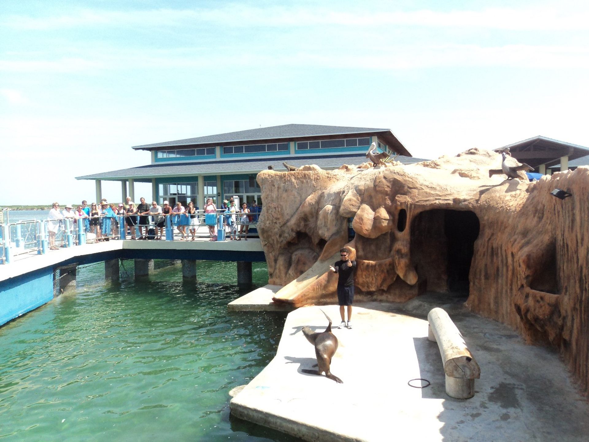 “DOLPHIN SHOW AT THE DOLPHINARIUM IN CAYO SANTA MARIA“ Tour. Departure ...