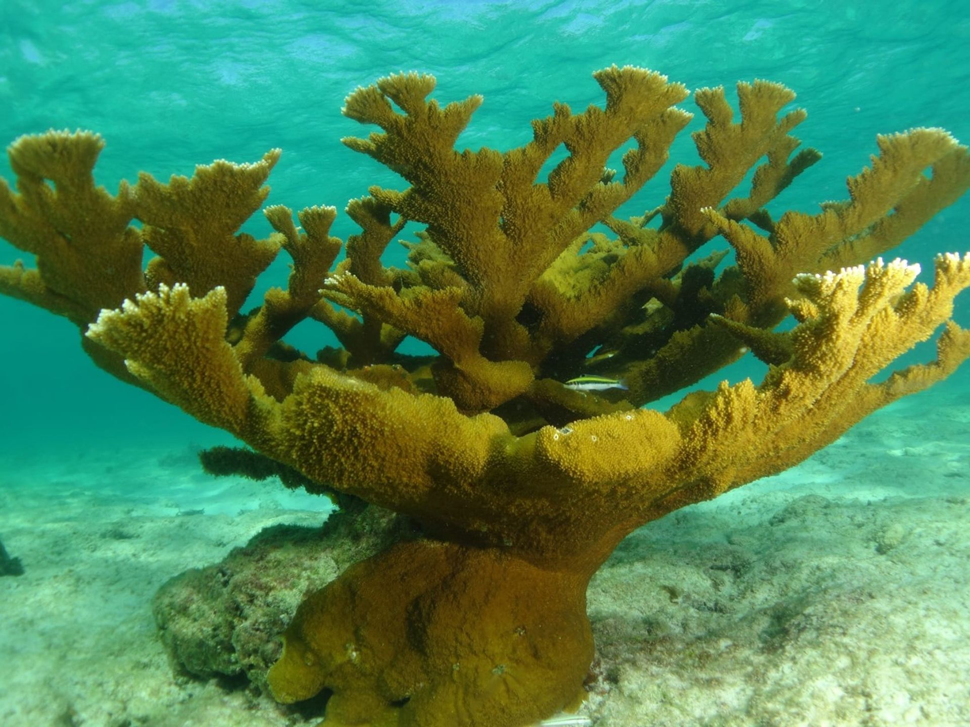 ACUC OR SNSI DIVING COURSES. Departure from VARADERO