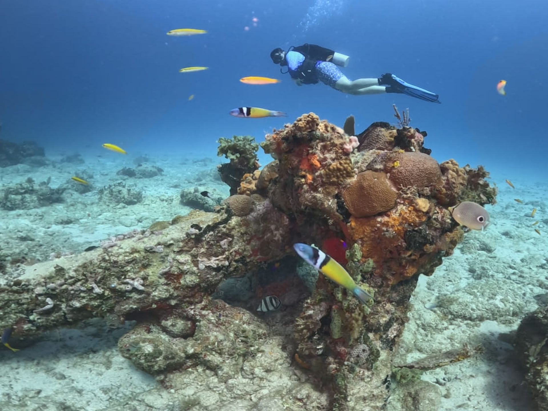 “SCUBA DIVING IN DAMUJI WRECK + PLAYA CORAL, CARBONERAS, MATANZAS“ Tour ...
