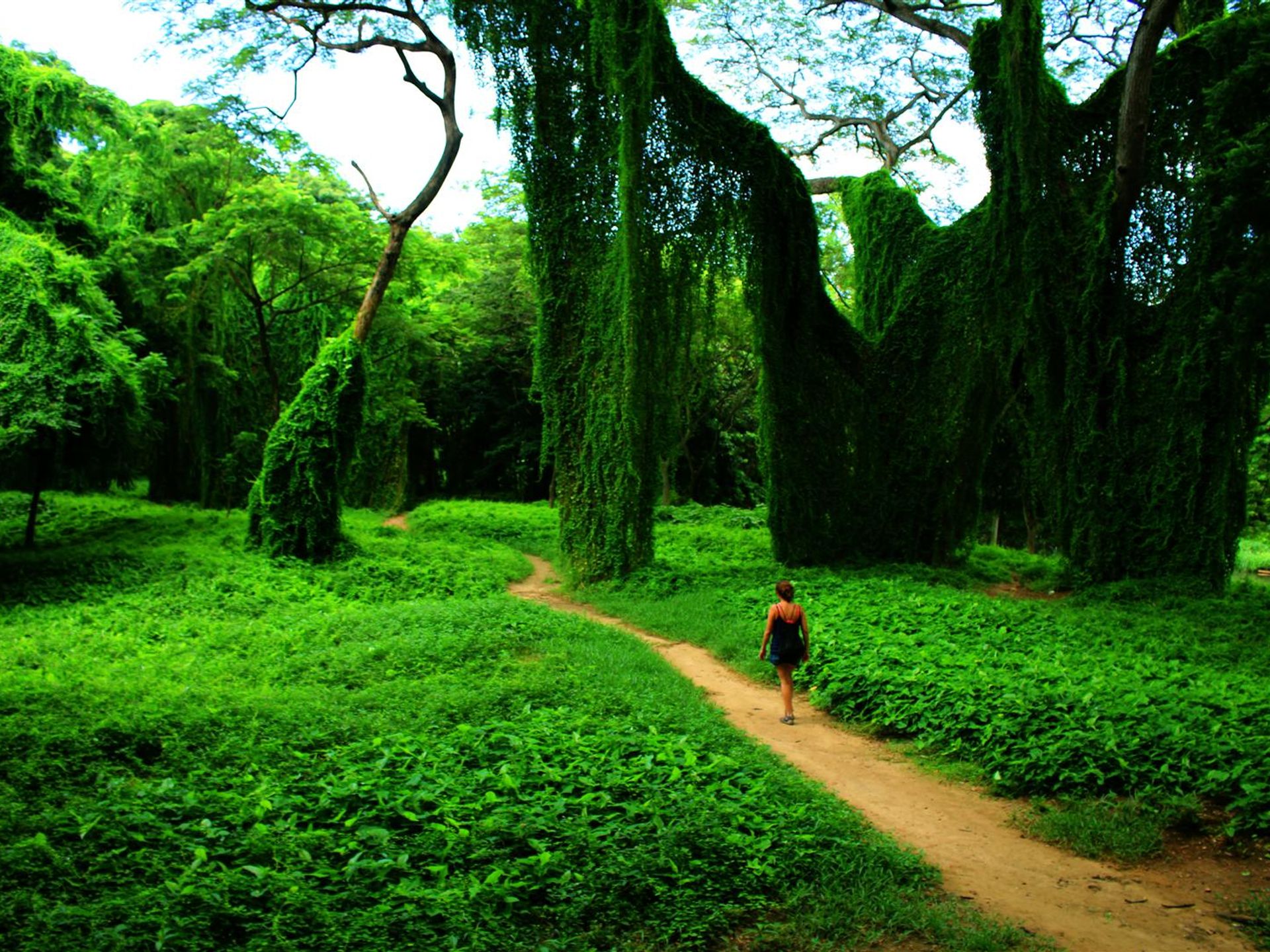"Almendares Metropolitan Park, Nature Photo Safari" Tour. Departure ...