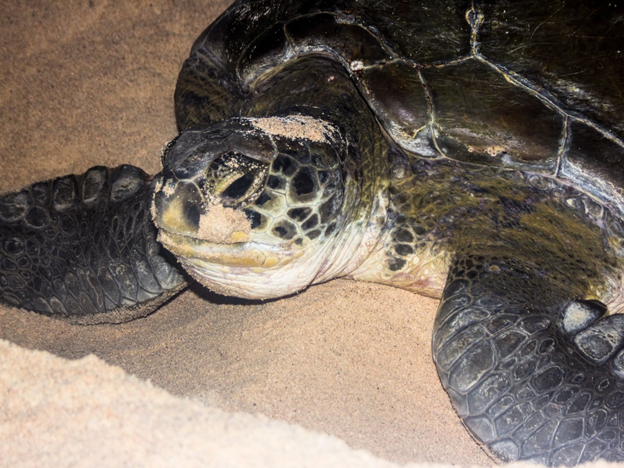 "TURTLE NESTING SIGHTINGS" Tour. Departure from CAYO LARGO DEL SUR