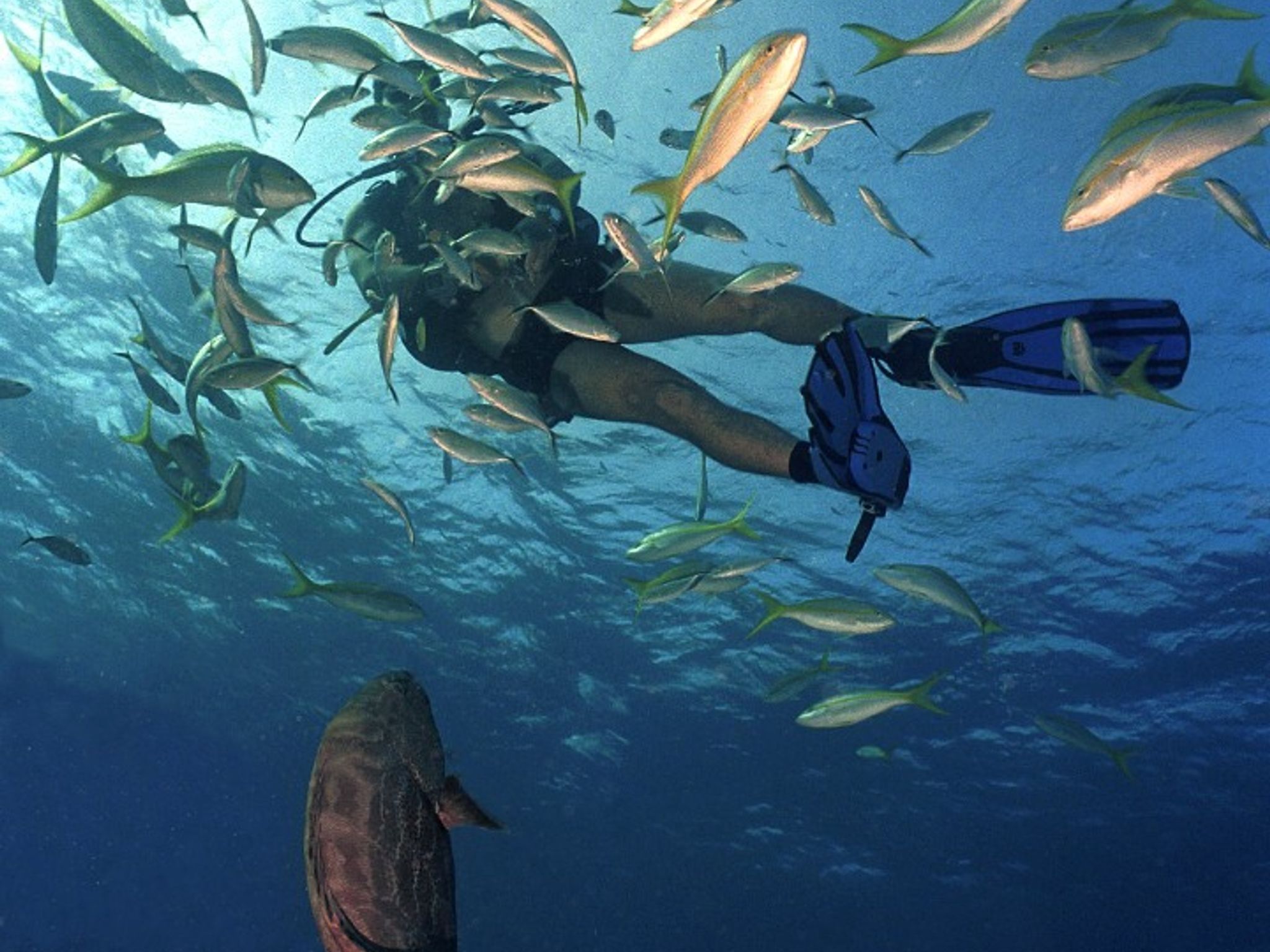 “SCUBA DIVING IN MARIA LA GORDA“ Tour. Departure from MARÍA LA GORDA