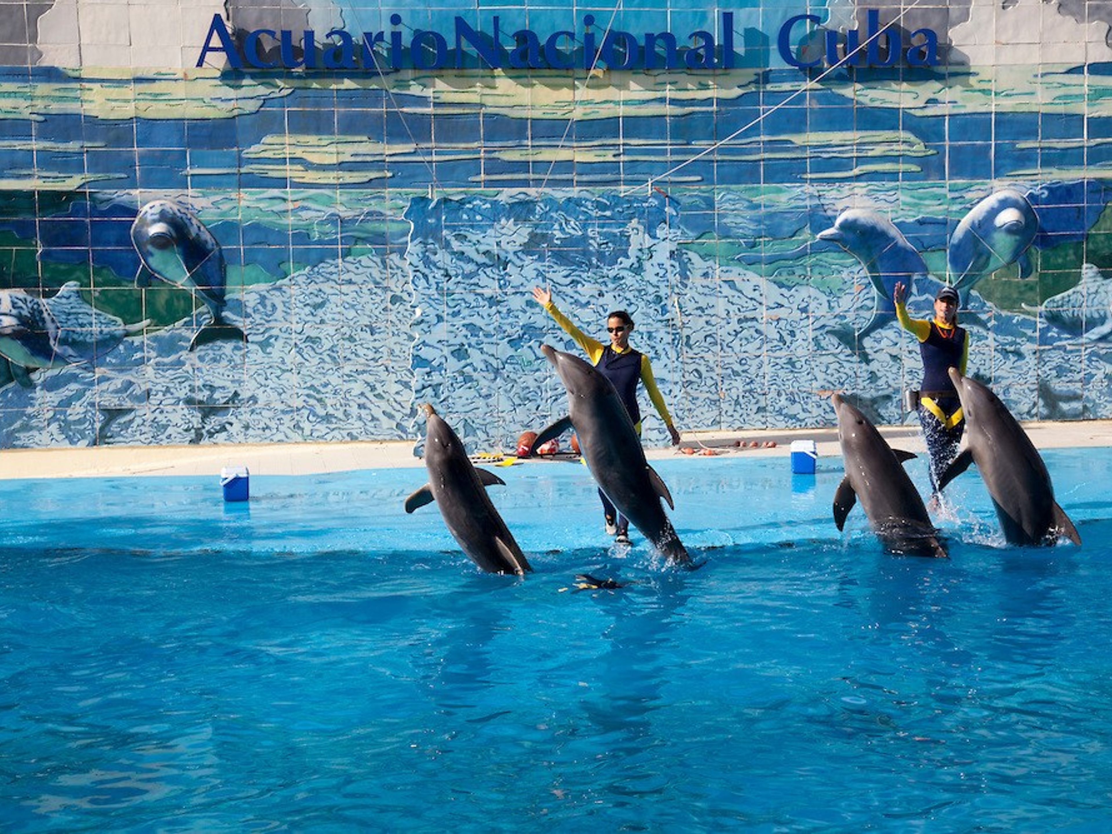 “VISIT TO THE NATIONAL AQUARIUM OF CUBA” Tour. Departure from HAVANA