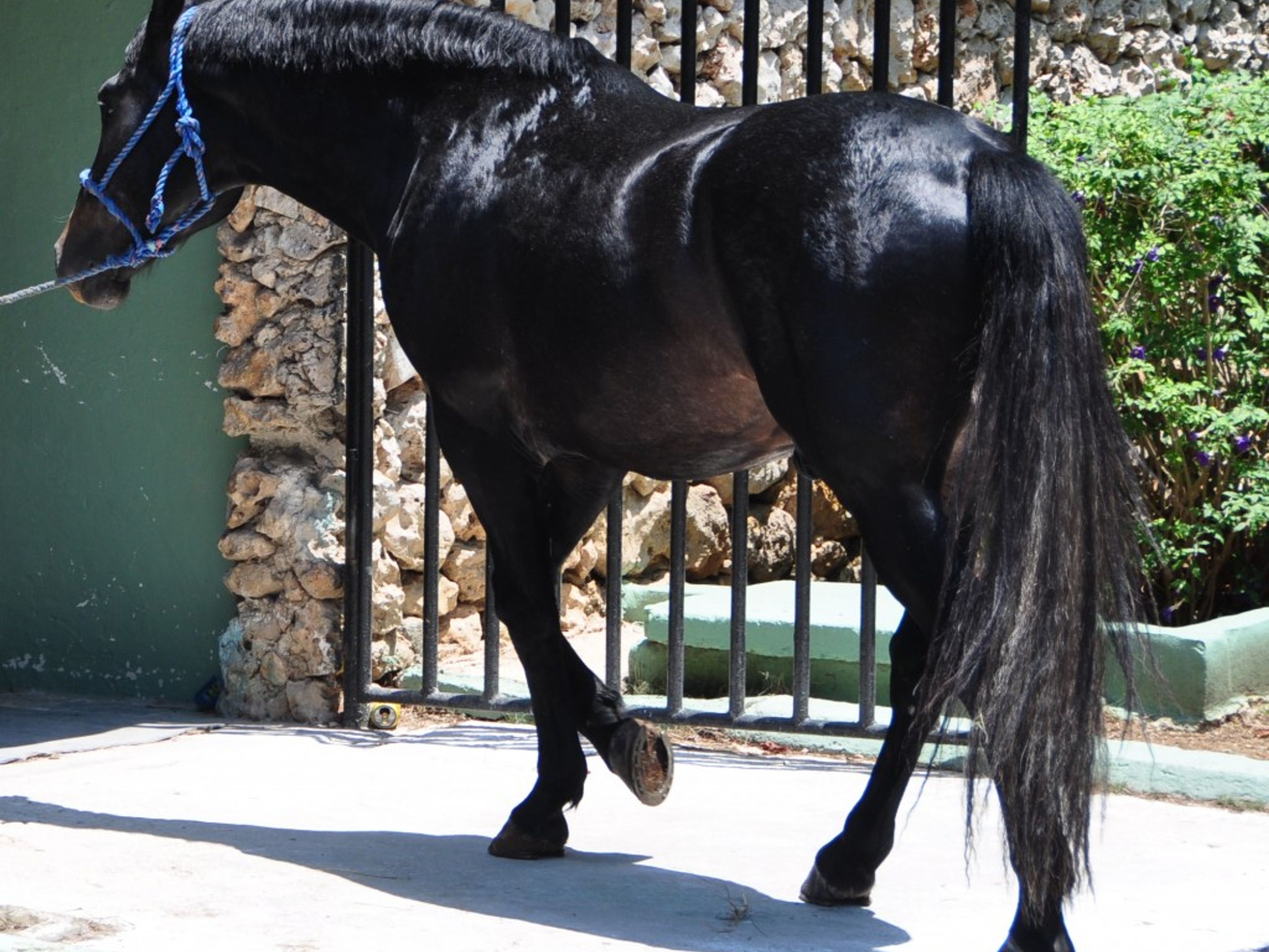 Jeep Safari “NATURE TOUR GREEN NATURE OF HAVANA”. Departure from VARADERO
