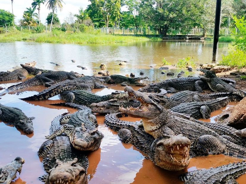 “SPECIAL GUAMA WITH HATIGUANICO RIVER” Tour. Departure from VARADERO