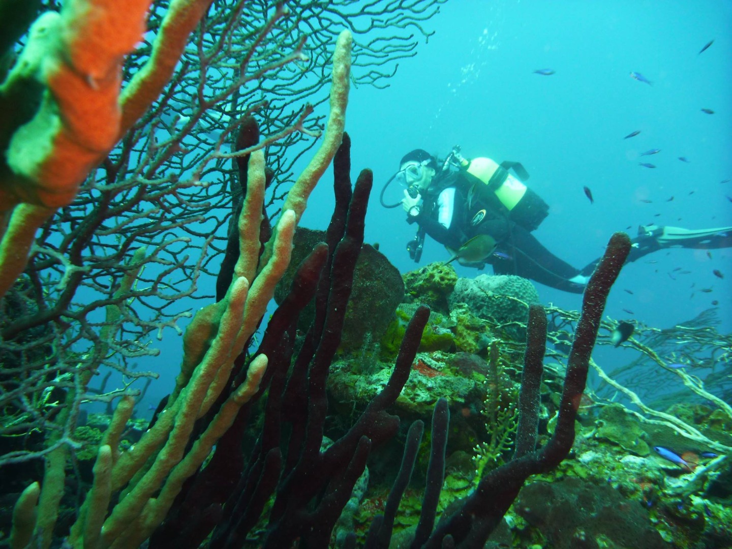 Tour "PLONGÉE SOUS-MARINE À PLAYA ANCÓN, TRINIDAD". Départ de TRINIDAD