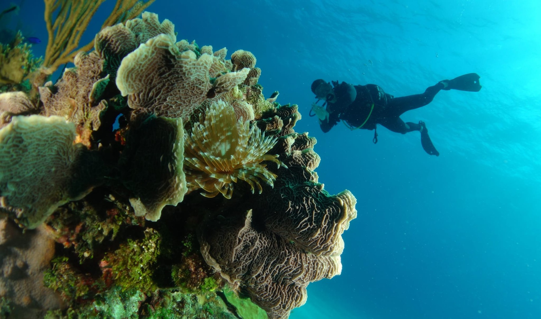 COURS DE PLONGÉE ACUC OU SNSI. Départ de VARADERO